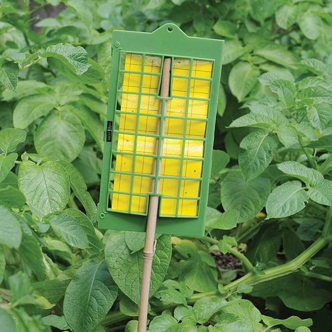 Defenders Insect Catcher Outdoor Protector – Mixles Home & Garden